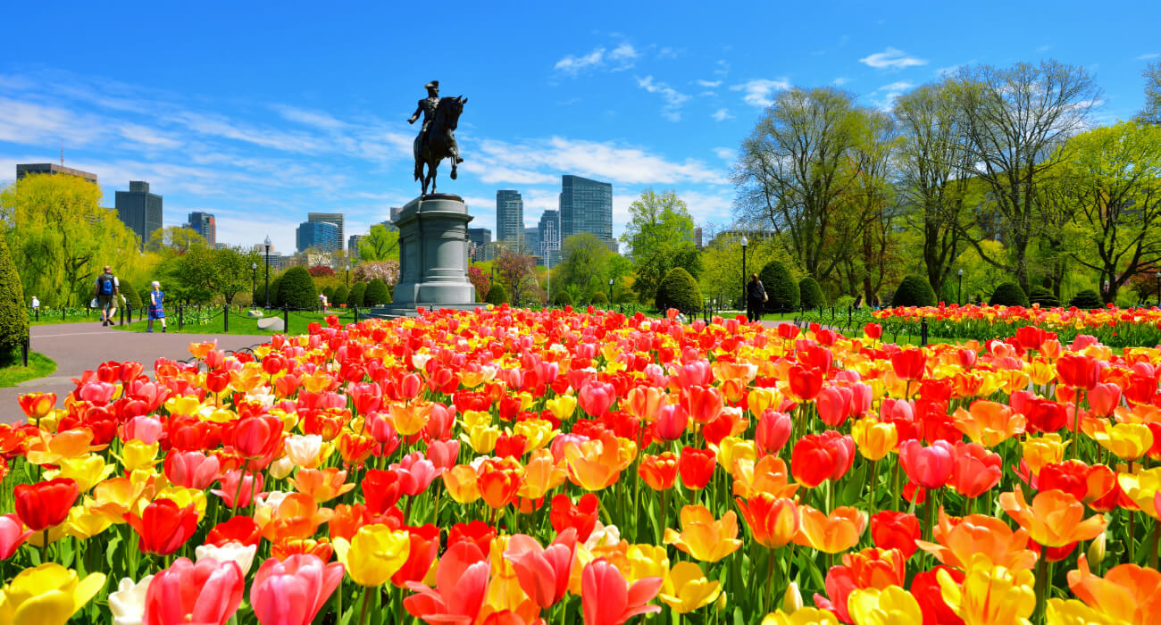 boston common summer